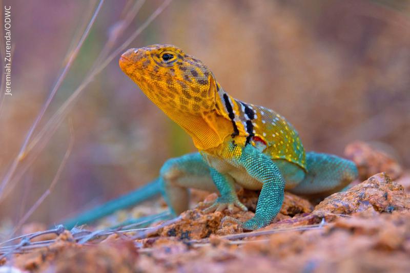 Eastern Collared Lizard