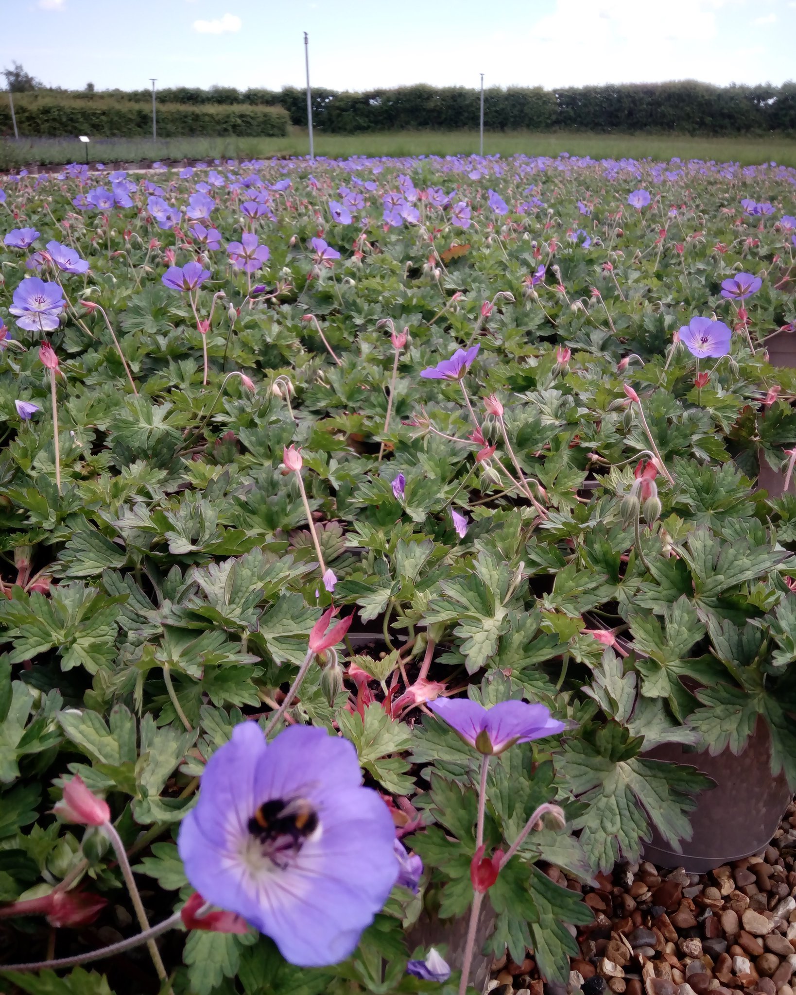 GERANIUM ROZANNE on Flipboard by Gary Doerr