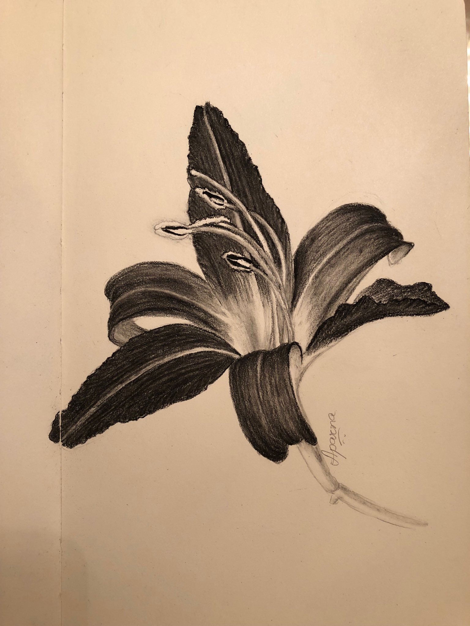 Charcoal Drawing Flowers