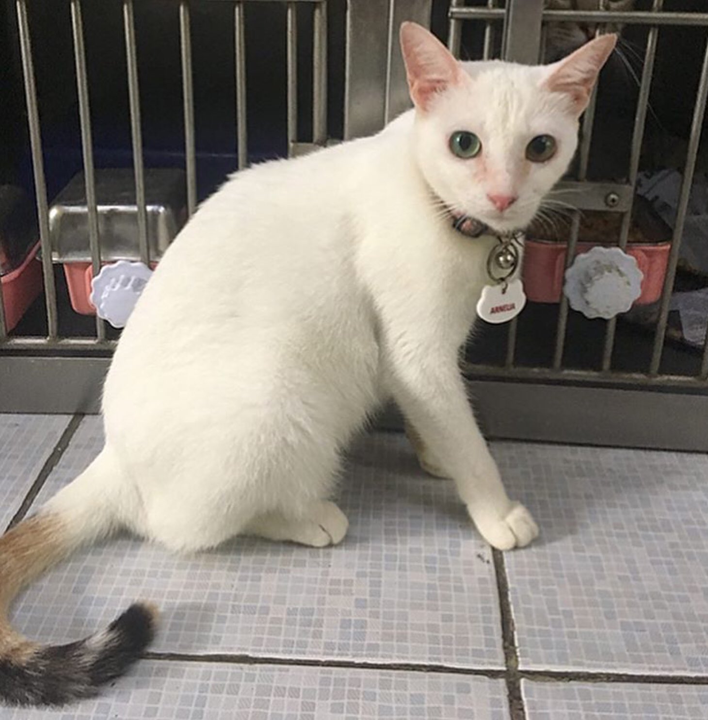 PAWS Philippines on Twitter: "WHITE BUT NOT QUITE😸 At first glance, Arnelia looks just like all ...