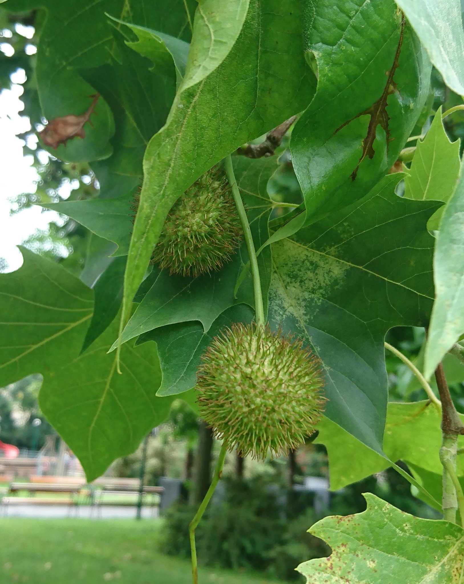 Maple Tree Fruit