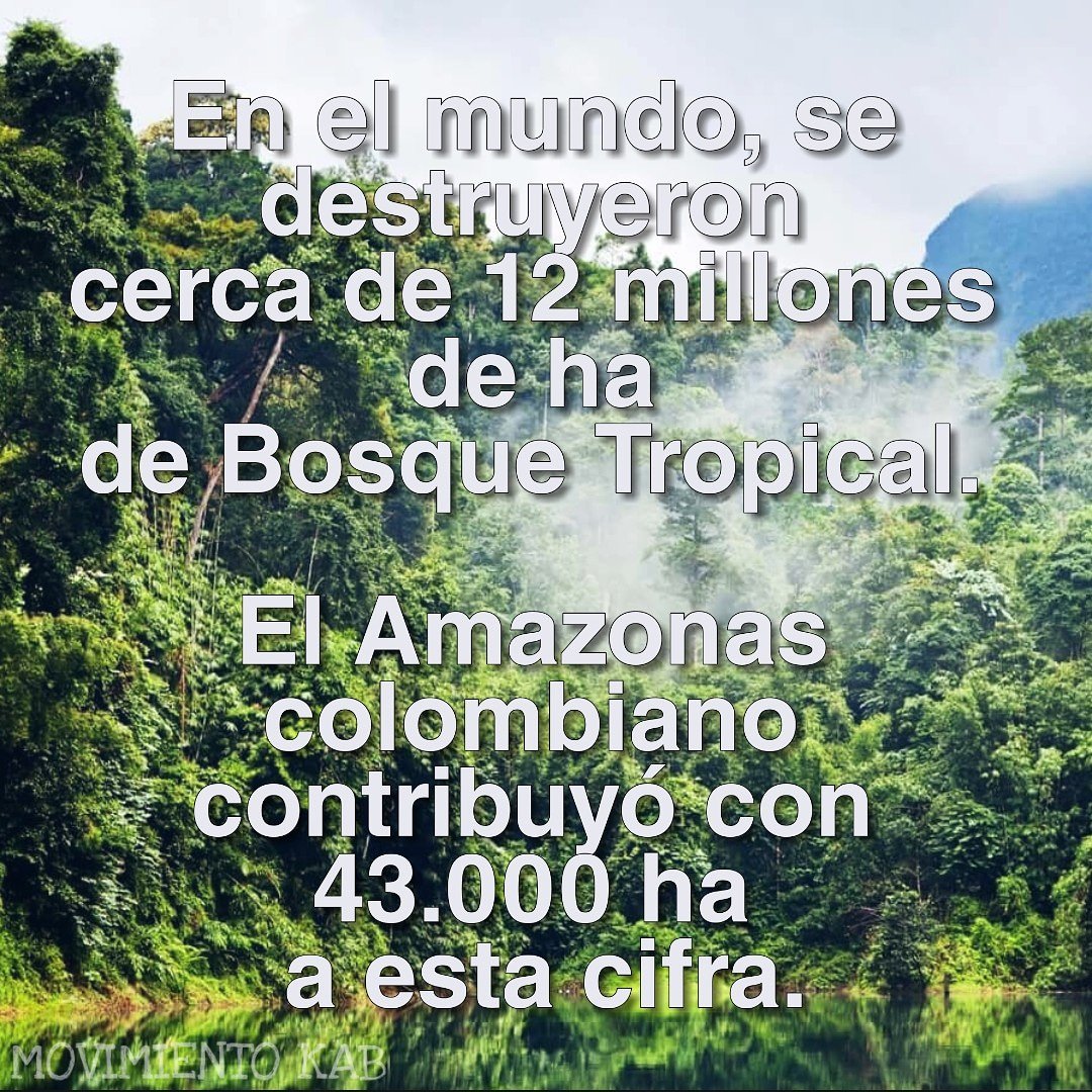 Movimiento KAB on Twitter: "La deforestación un problema de gran ...