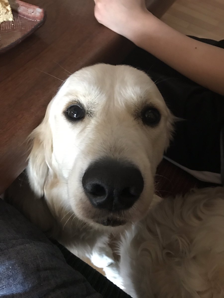 サニーさんとレオくん (@sunnie_leo) | Twitter