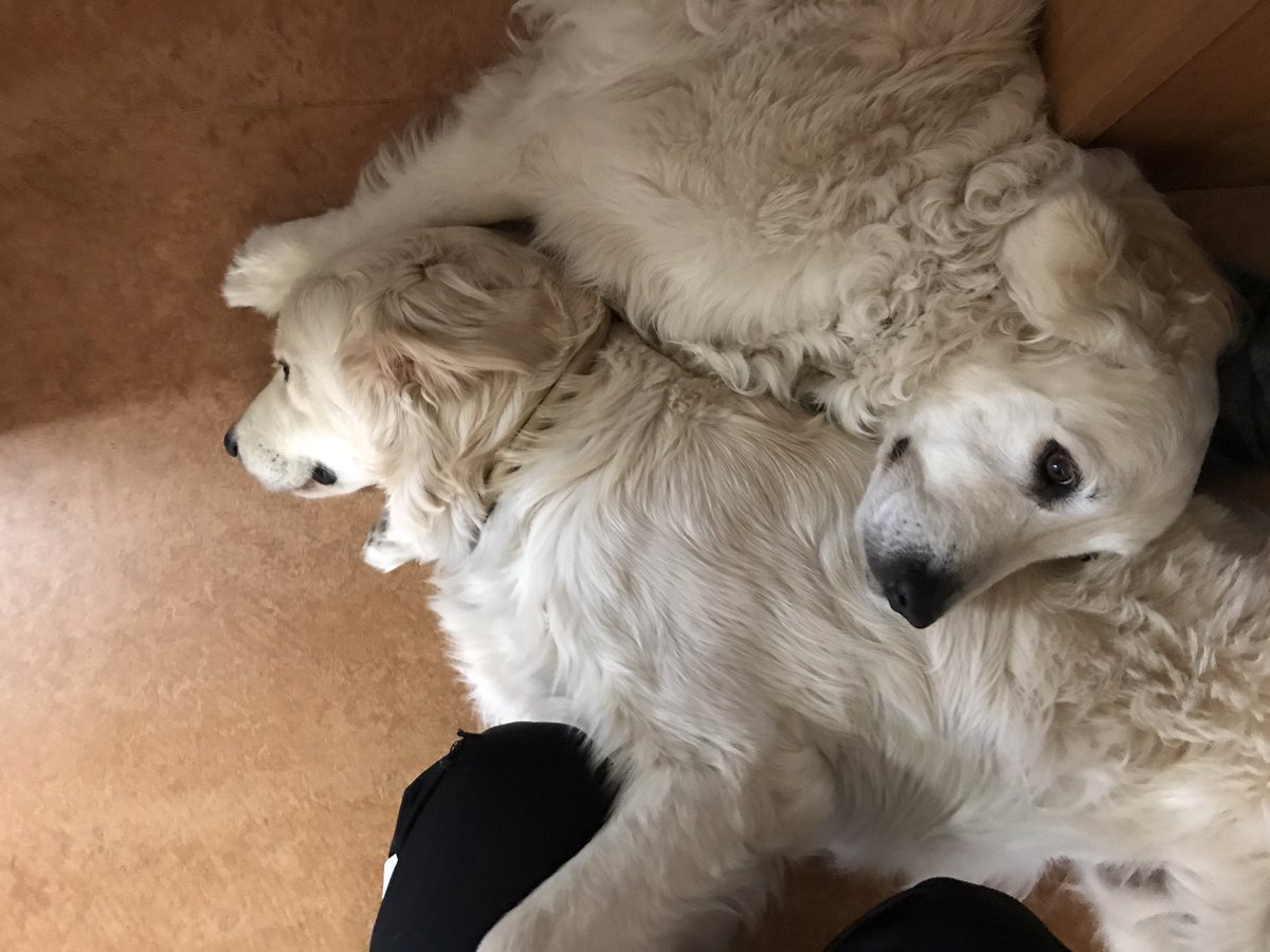 サニーさんとレオくん (@sunnie_leo) | Twitter