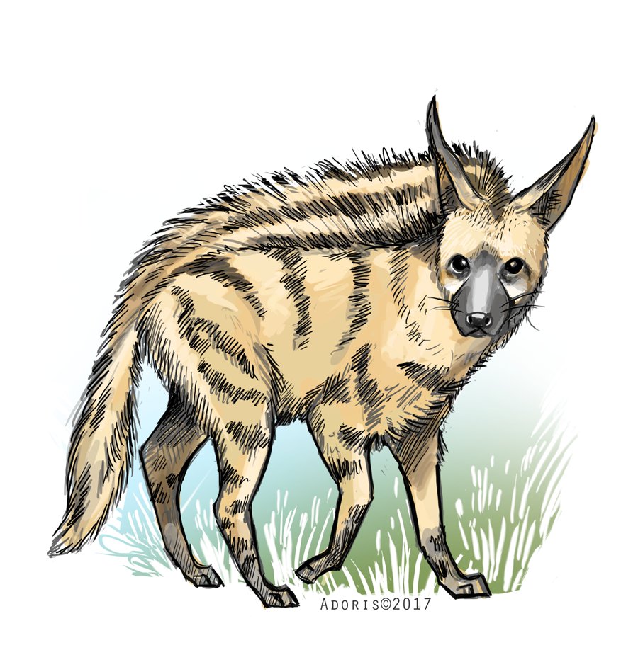 Aardwolf Drawing