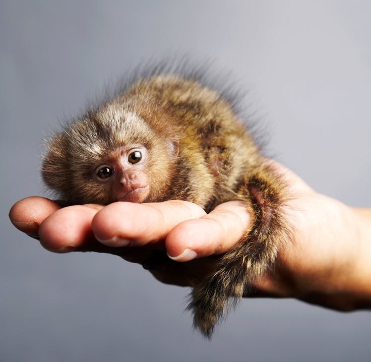 Pygmy Marmoset Monkey Facts