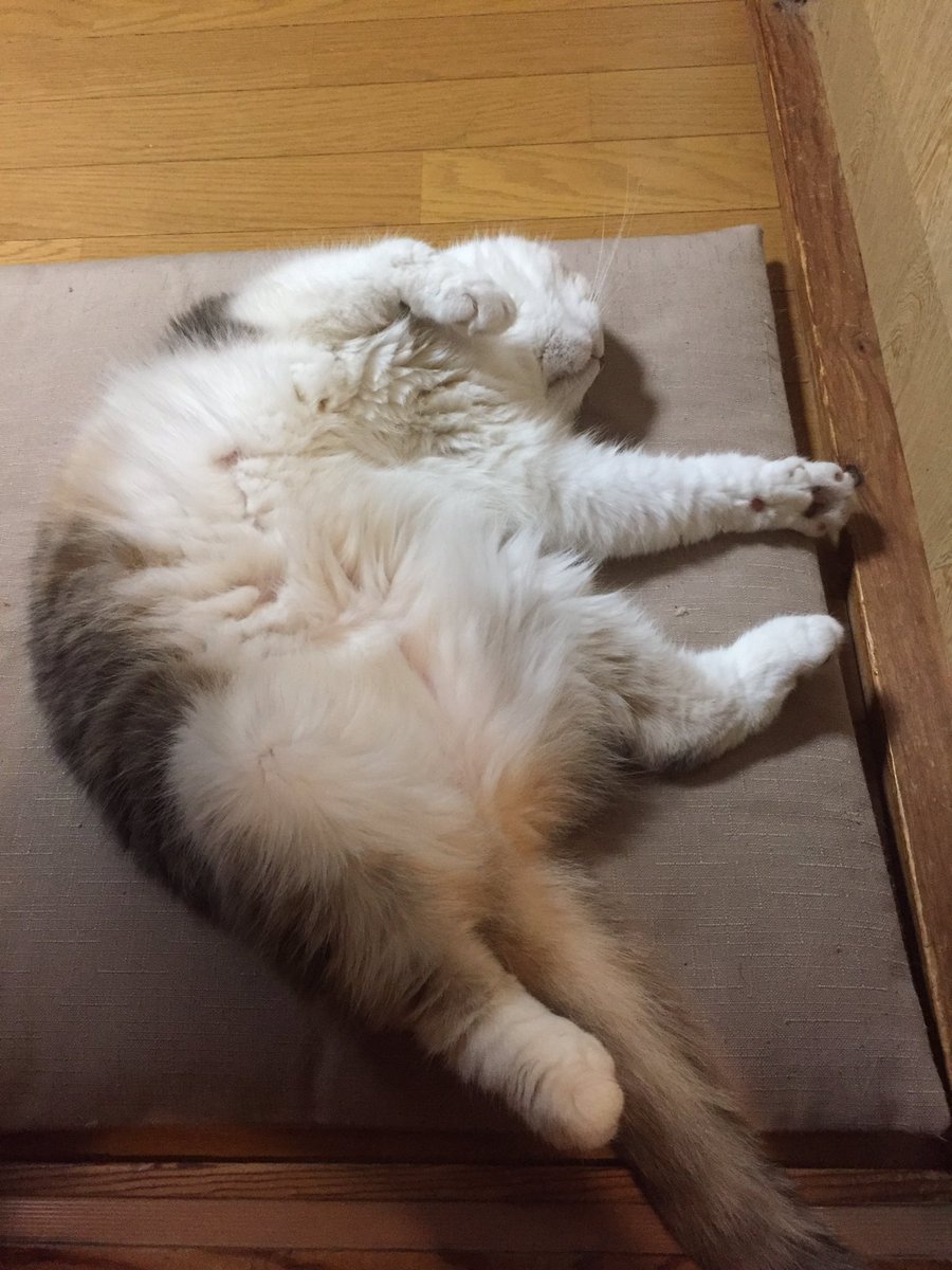 毛小桑 (@Moco_Rachel) | Twitter