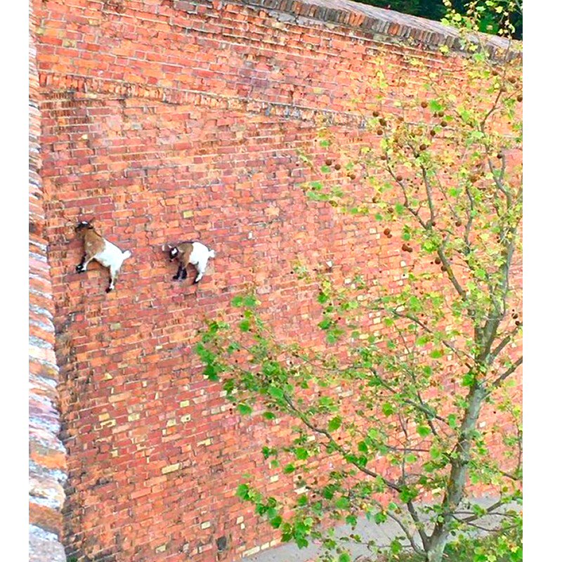 How Do Goats Climb Walls Feed Animals, Climb A Wall And Explore The