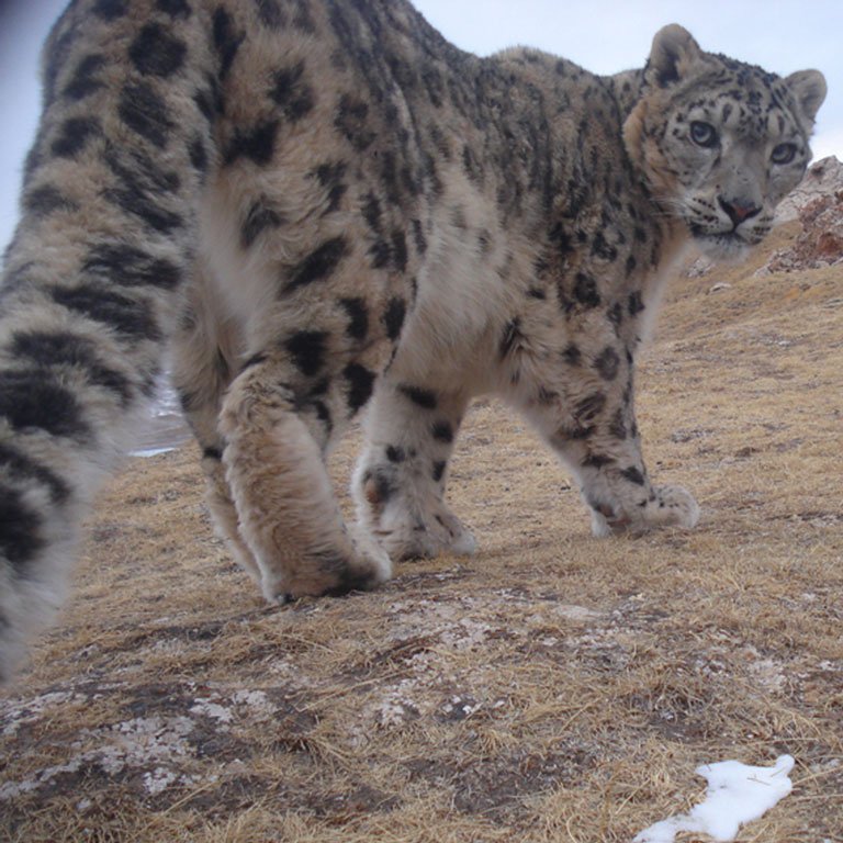 Snow Leopard Chasing Prey