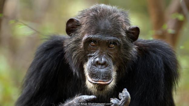 Do we know the missing link between humans and apes? | BBC Earth ...