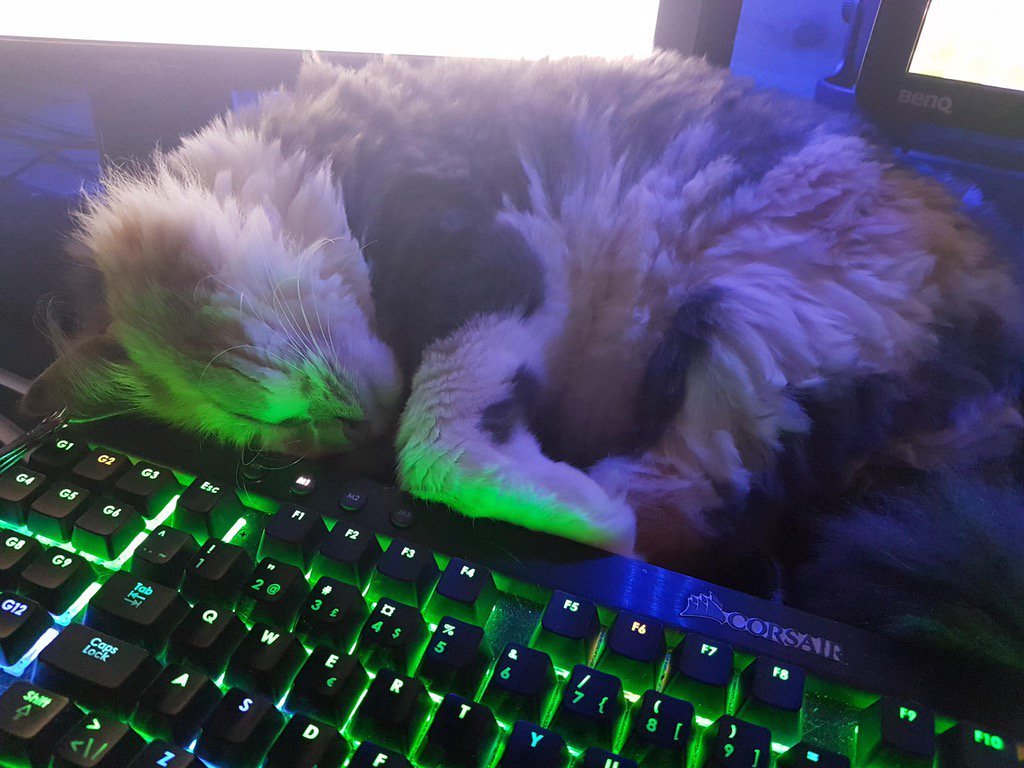 Sleepy Cat Keyboard