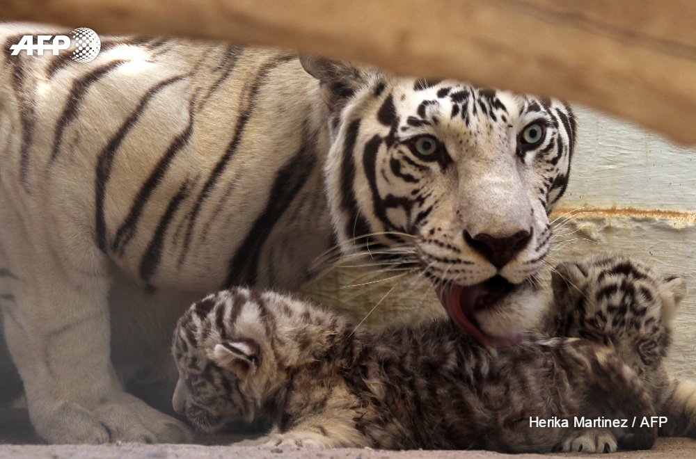 Two rare white tiger cubs are seen with their mother Sascha at the San Jorge Zoo in Ciudad ...