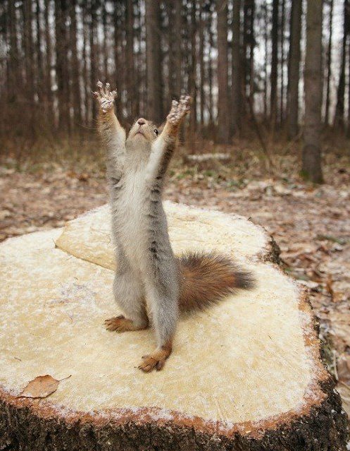 Hallelujah Squirrel