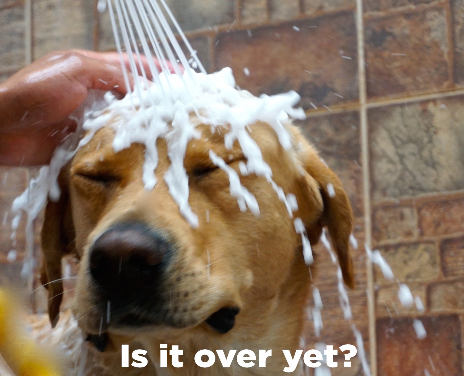 Dog Bath Time Memes Our Compromise For Bath Time.. Since Lesley Chow