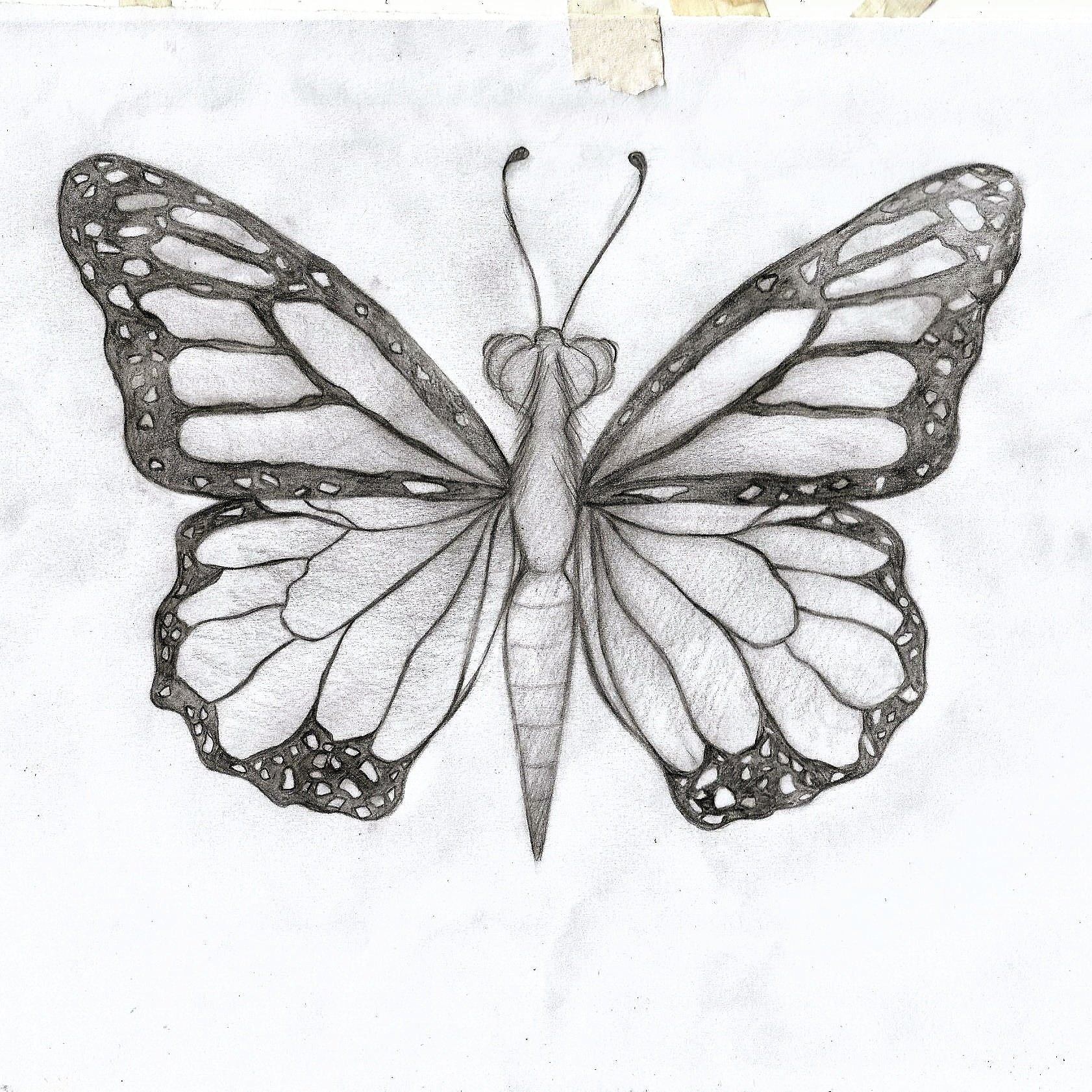 Pencil Drawing Of A Butterfly