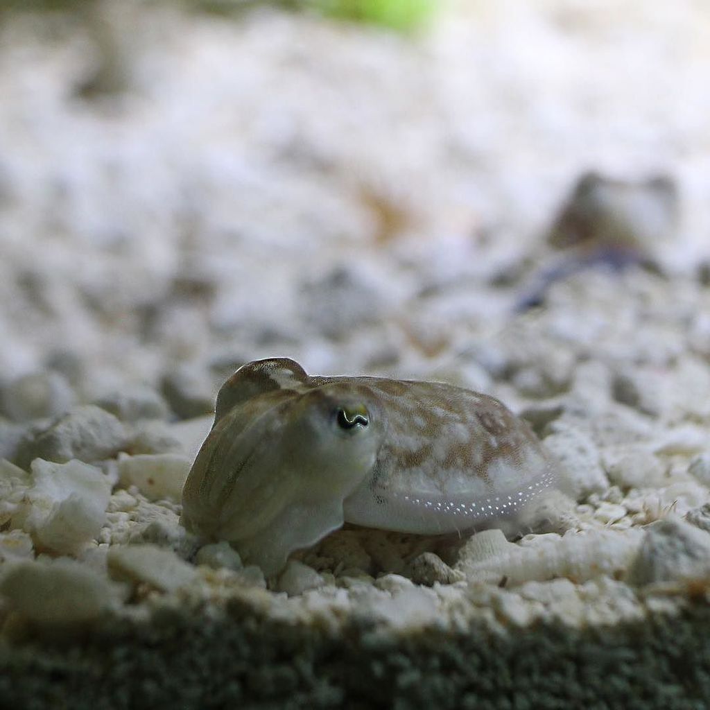 Cute Baby Cuttlefish