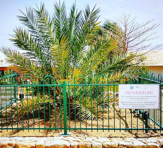 Judean Date Palm