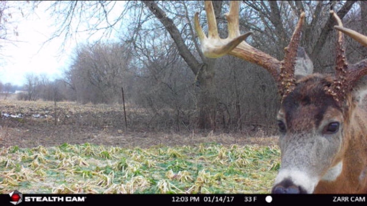 What Happened to This Buck's Legs? | Bowhunting.com