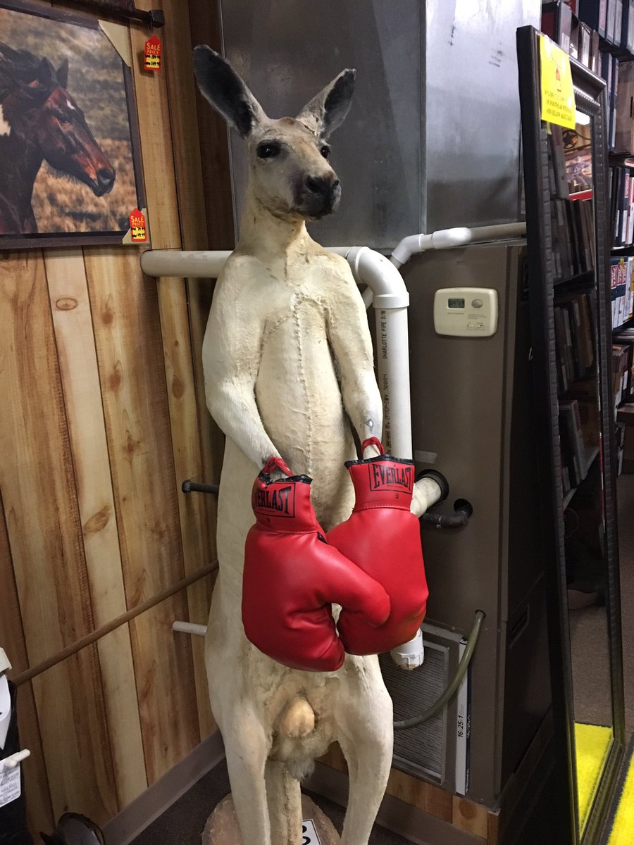 Kangaroo Jack Boxing