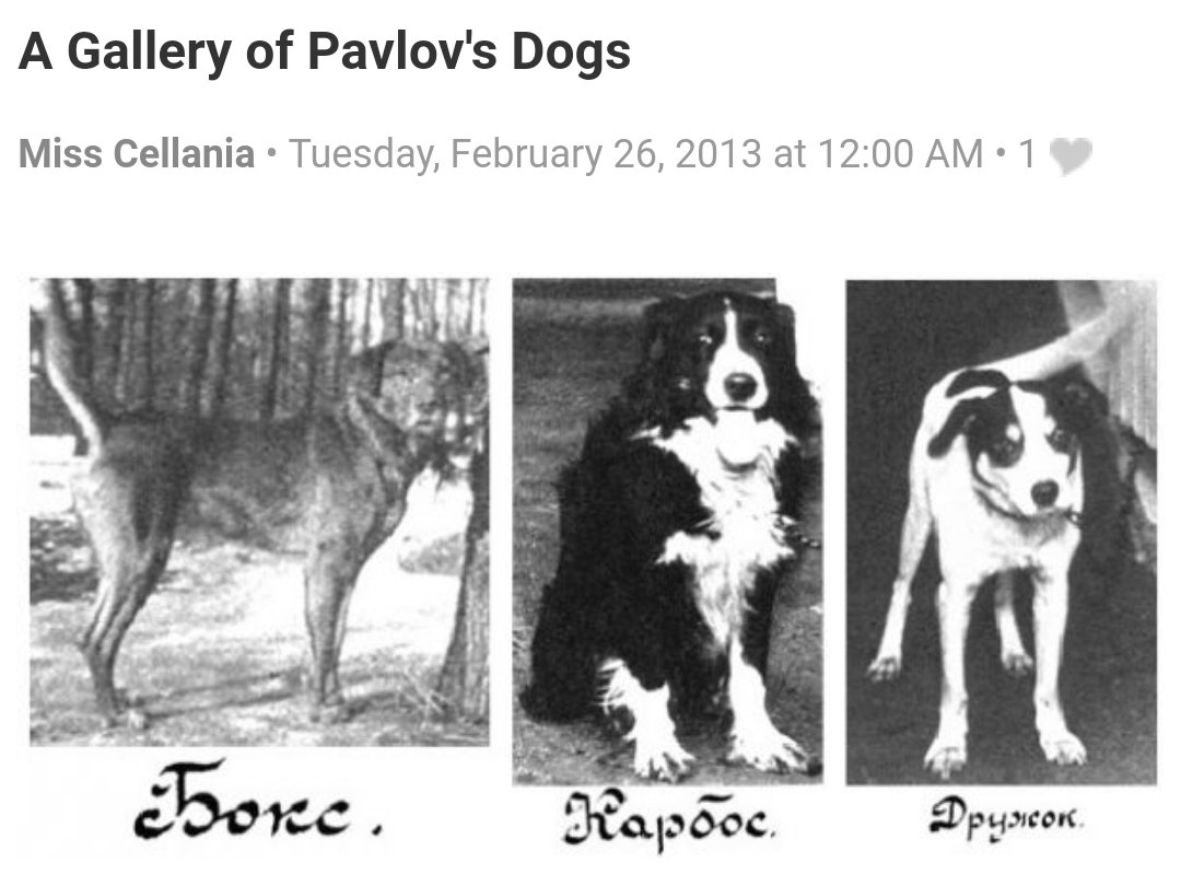 Ivan Pavlov Dog Experiment Bestand:One Of Pavlov's Dogs.jpg