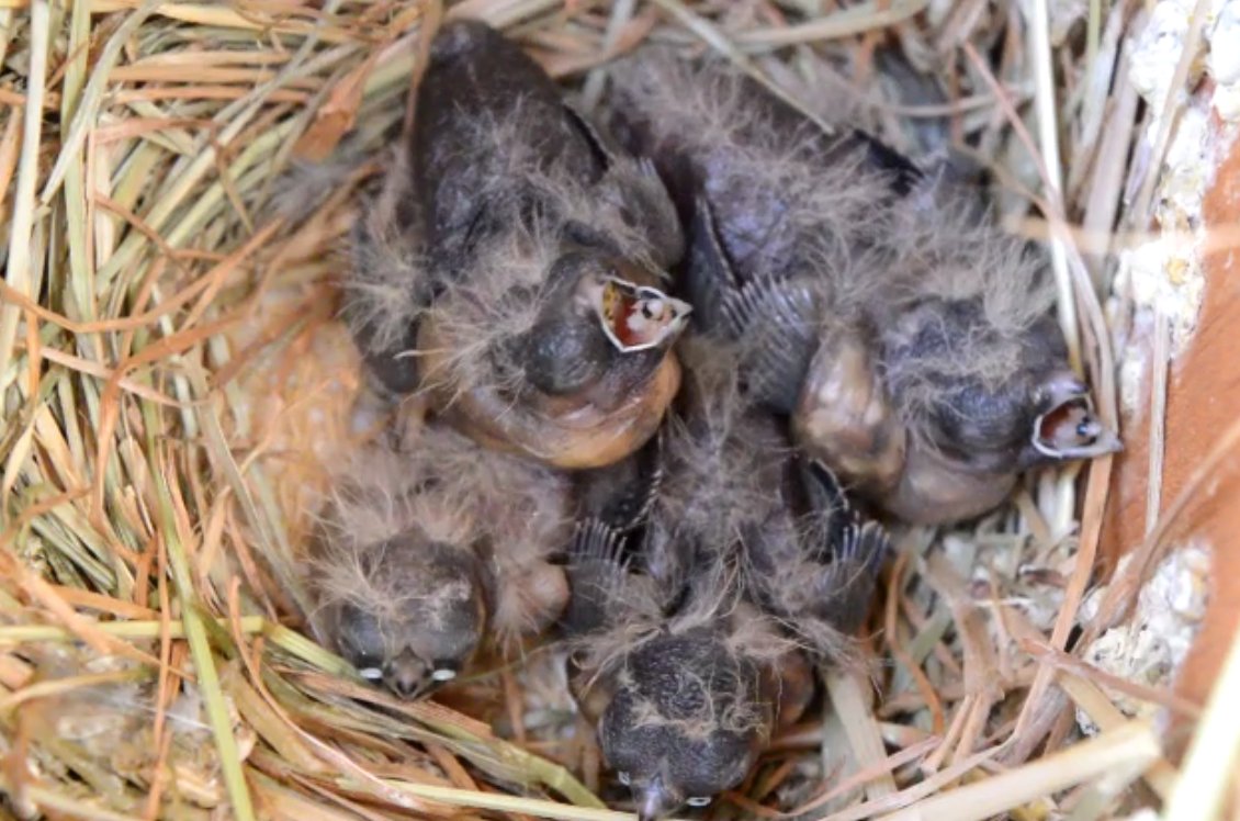 Baby Zebra Finches Development