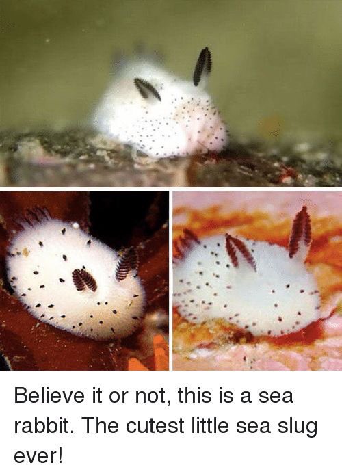 Sea bunny cutenessssss credit: jorunna parva, cute nopes - scoopnest.com