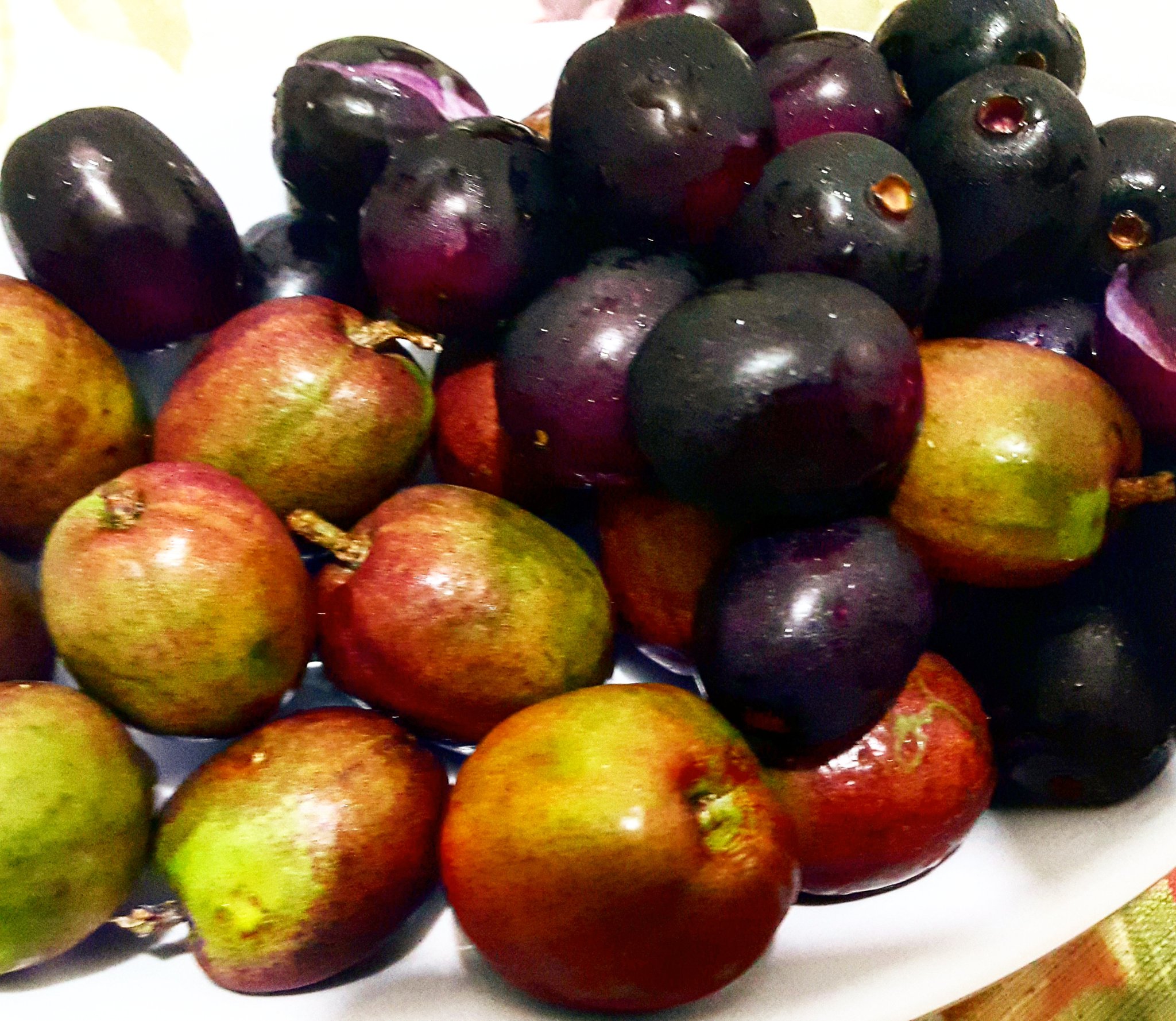 Siniguelas In English