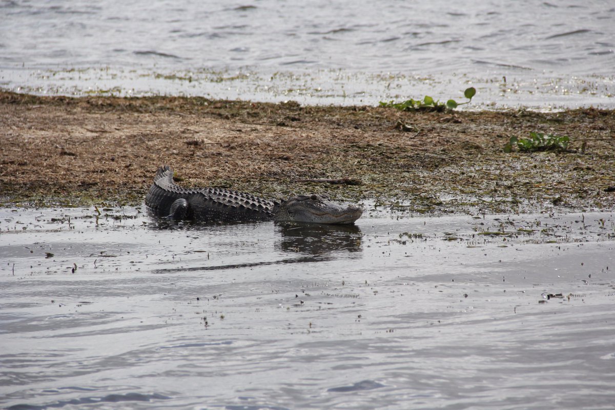 Don Schaefer (@dschaefer) | Twitter