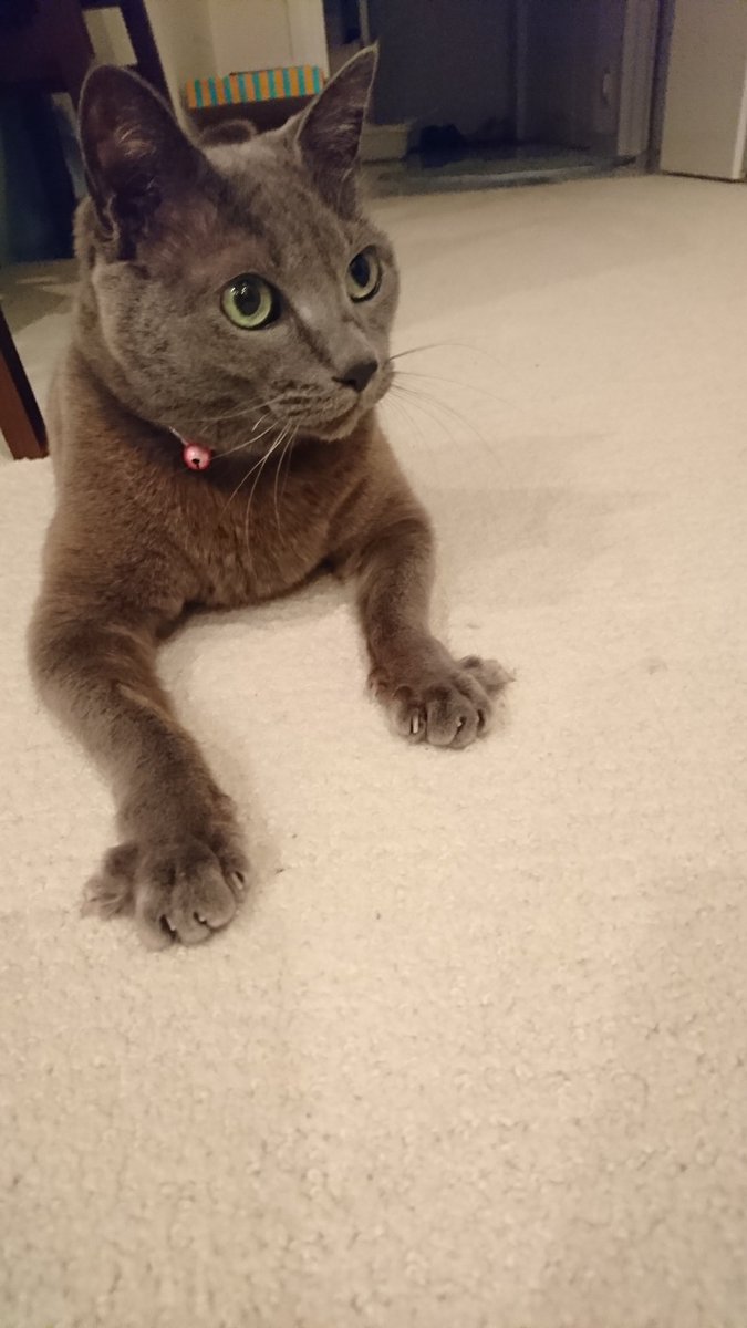 Michiko (@michikomai) | Twitter