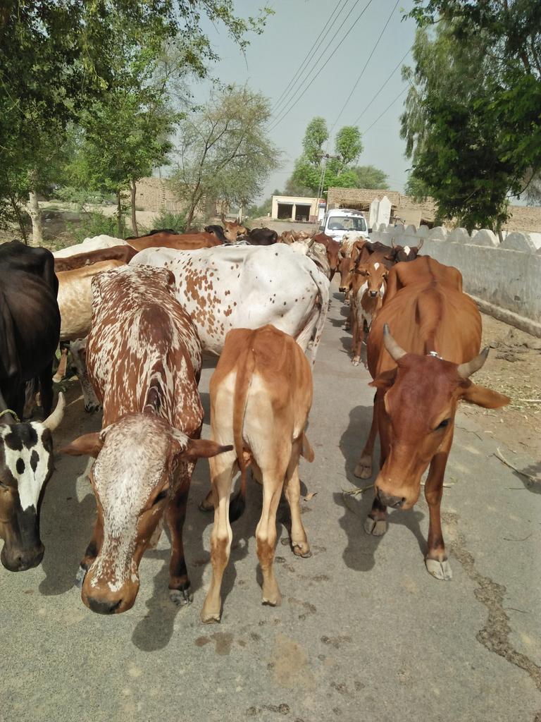 Cholistani Cattle