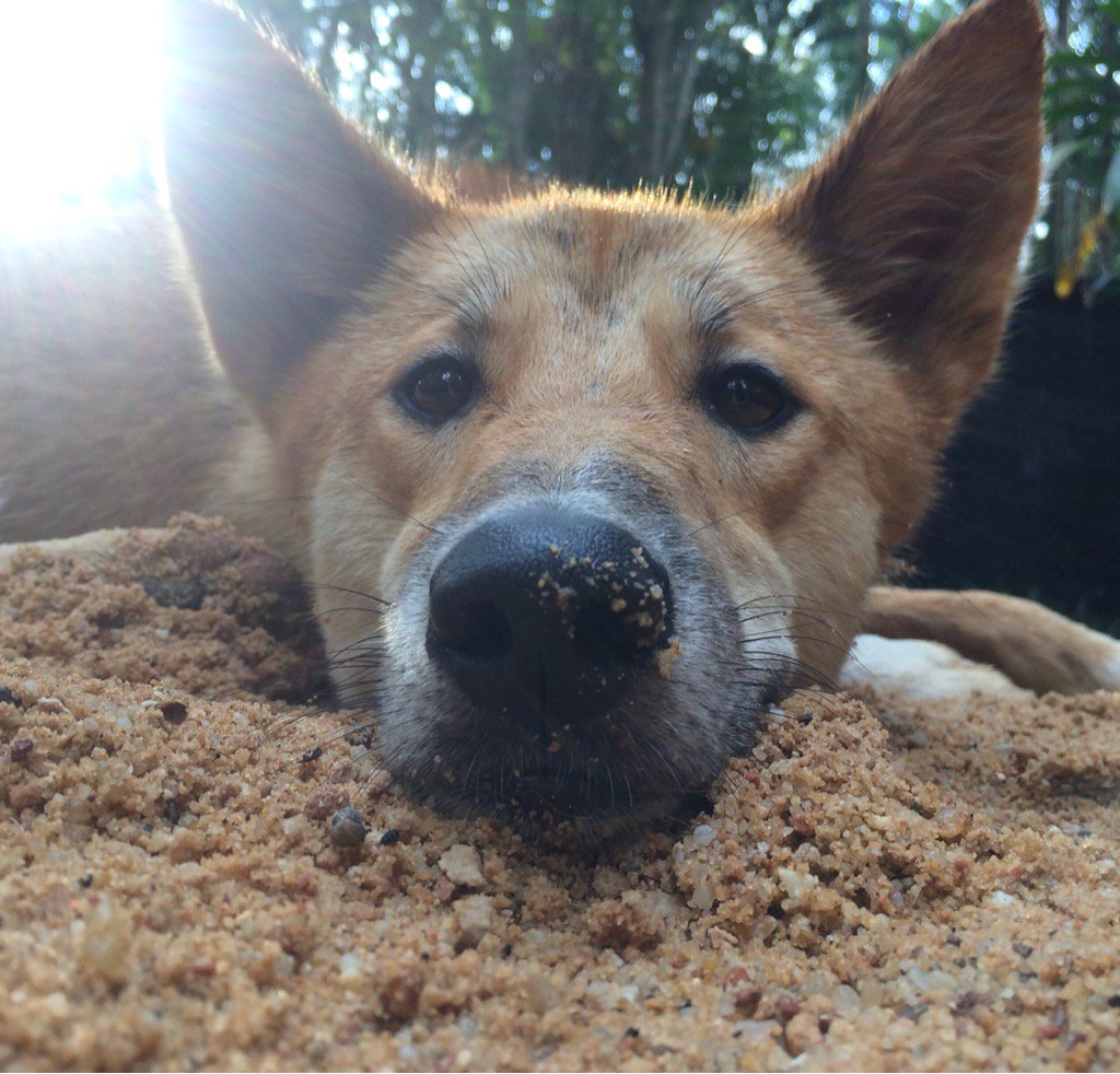When you're this cute Mondays are easy peasy! Eve our alpine dingo ...