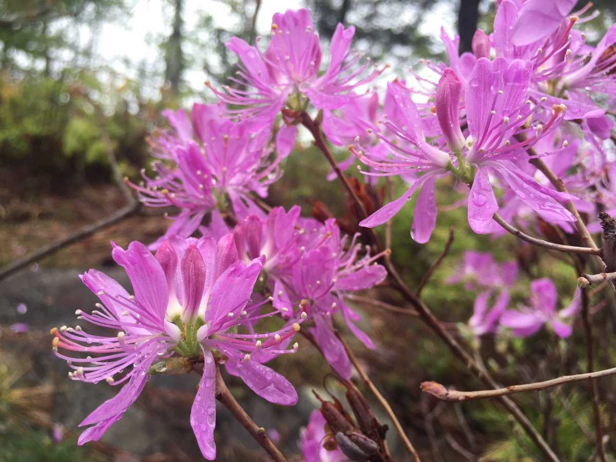 What Is A Rhodora Flower | Best Flower Site