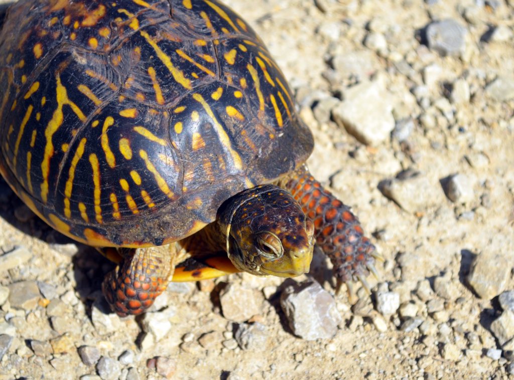 The carapace and plastron is generally comprised of anywhere between 50 ...