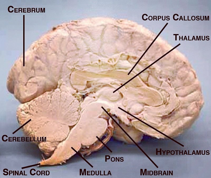 Midsagittal Diagram