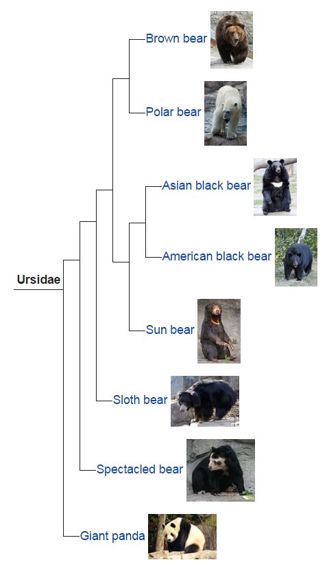 Ursidae Evolution
