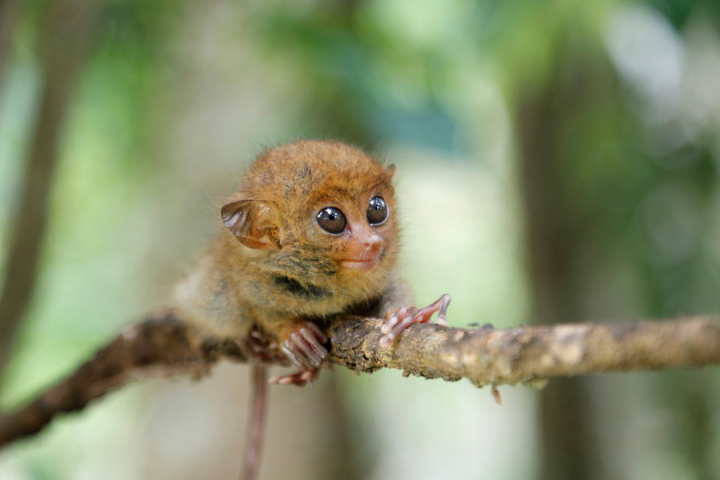 Tarsier Baby