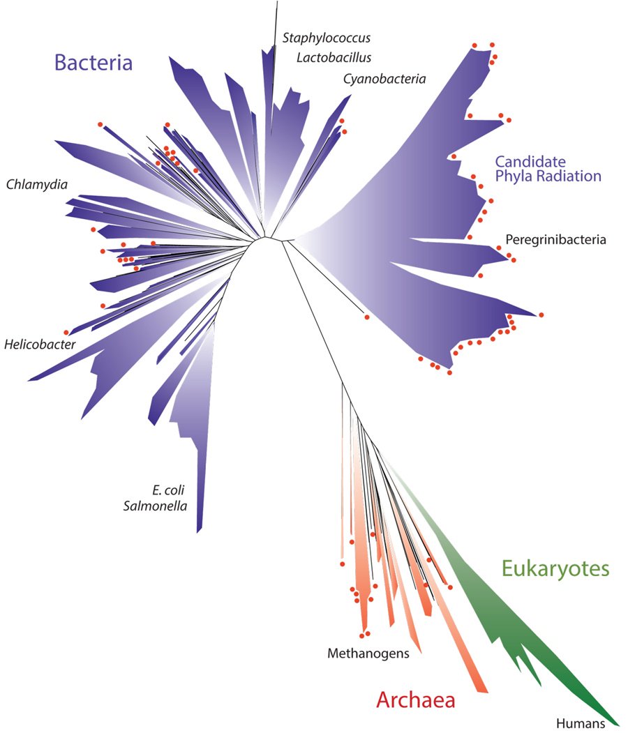 The new tree of life reveals the staggering diversity of bacteria ...