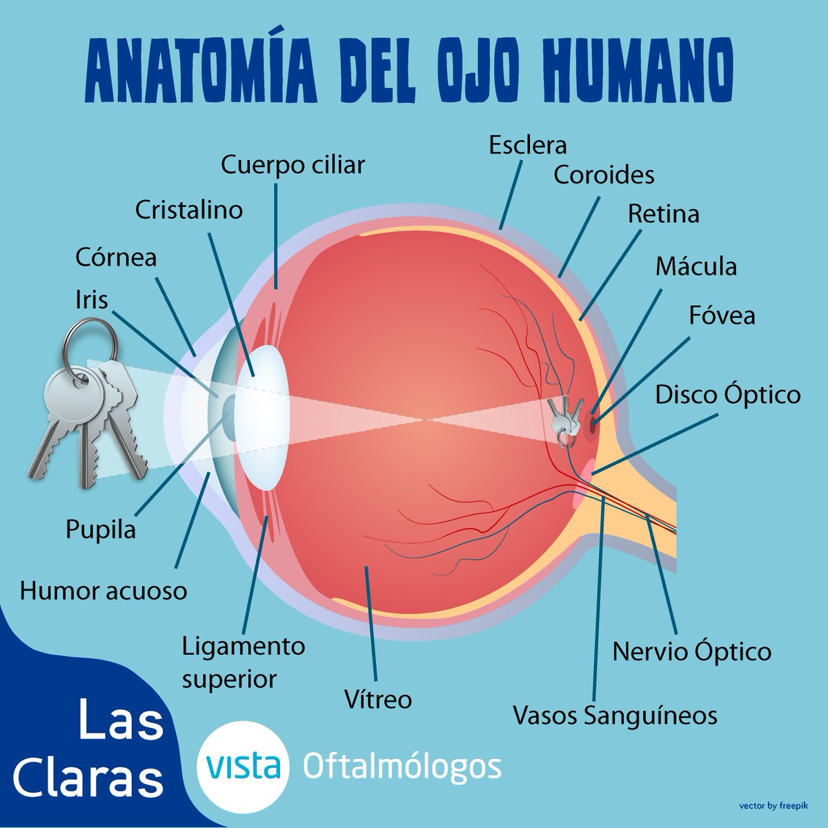 Descubre Todo Sobre La Anatomia Y Las Partes Del Ojo Humano ...