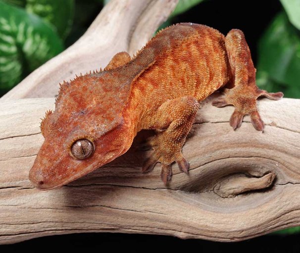 Tiger Crested Gecko