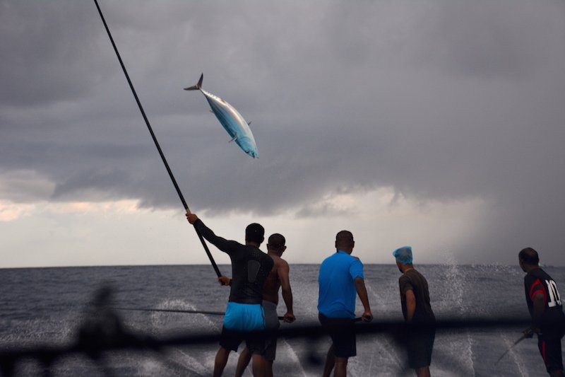 Pole & Line Caught Tuna: One at a Time