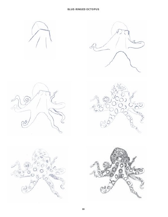 Blue Ringed Octopus Drawing