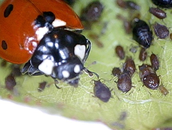 Ladybug Under Microscope