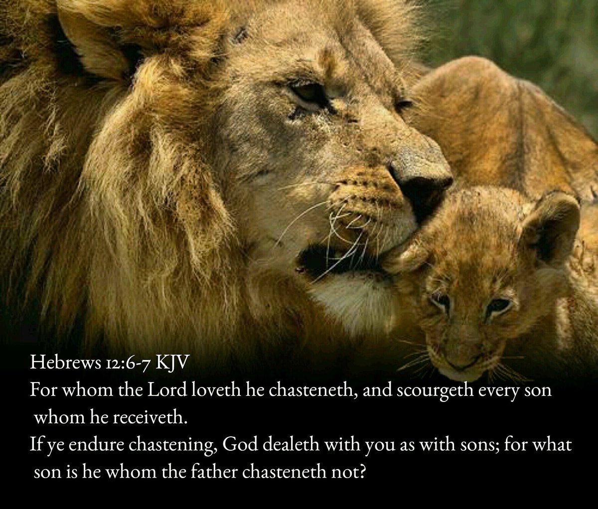 Hebrews 12 6 Kjv