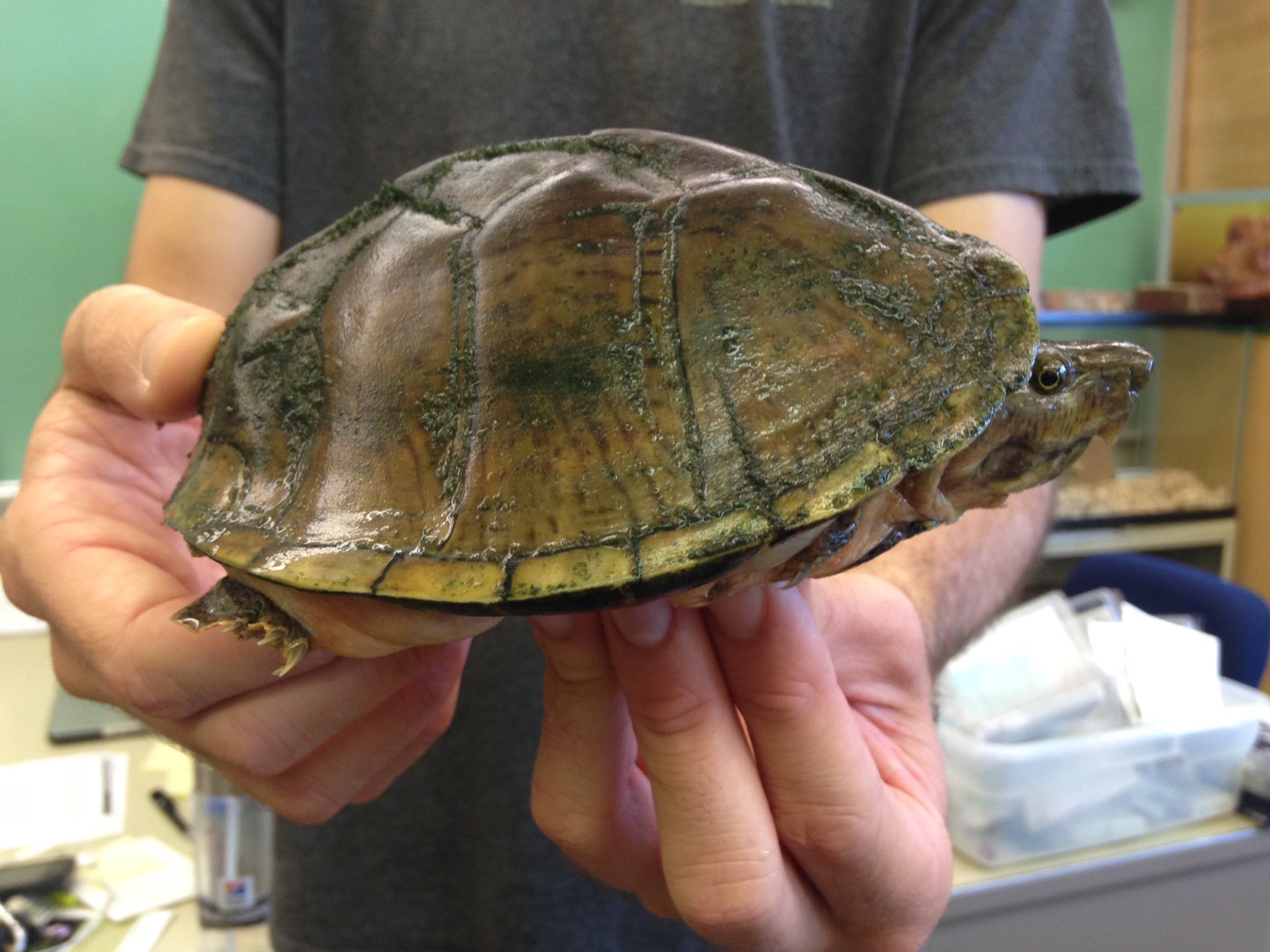 Razorback Musk Turtle