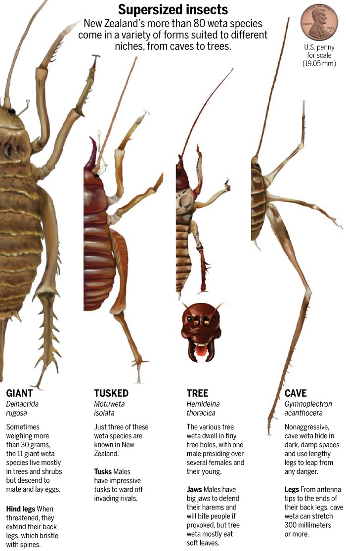 Weta Bite