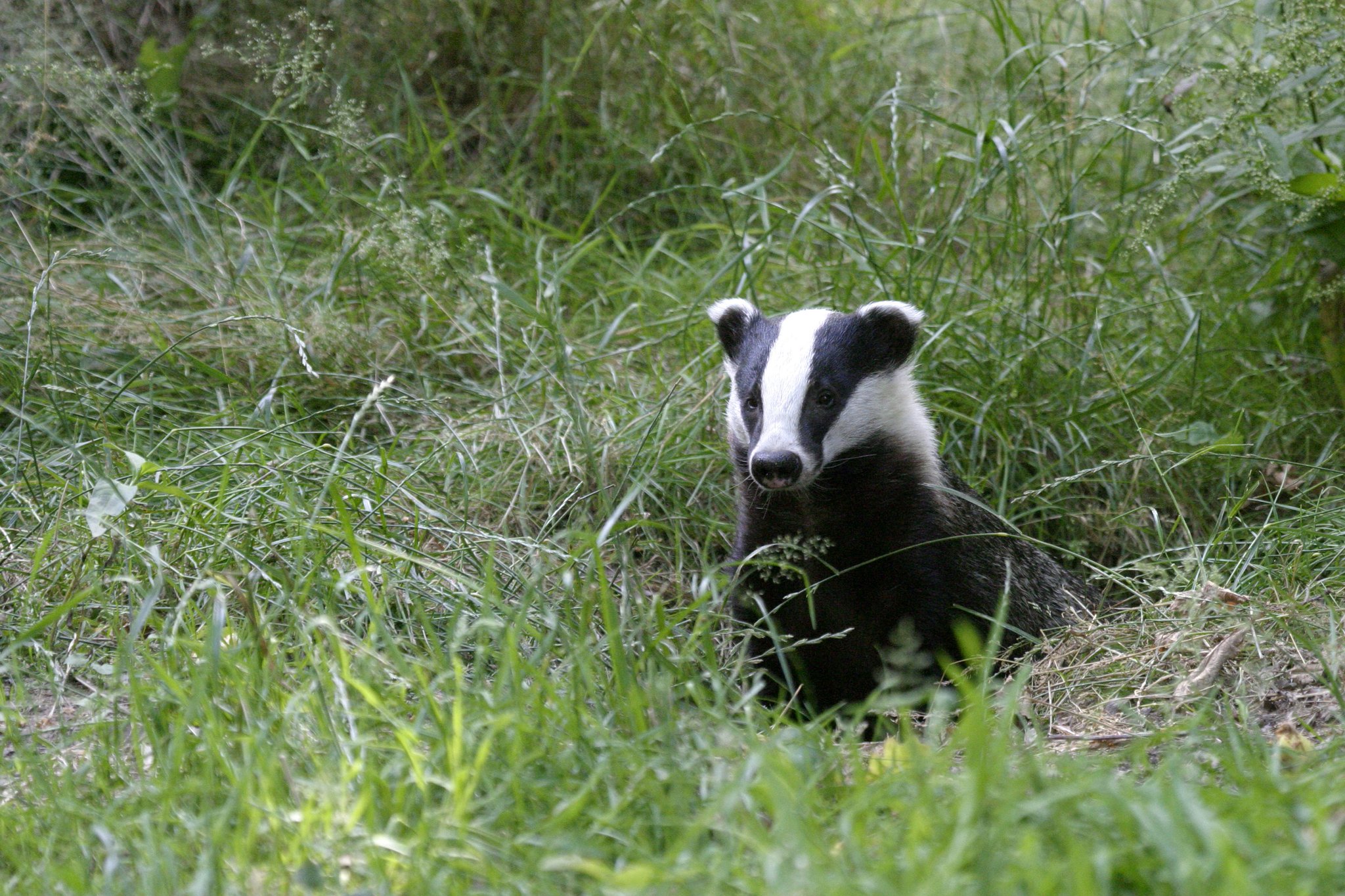 Visit Kielder On Twitter Tweet A Picture Of Something WILD Using visit-kielder-on-twitter-tweet-a-picture-of-something-wild-using