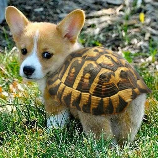 Half Tortoise