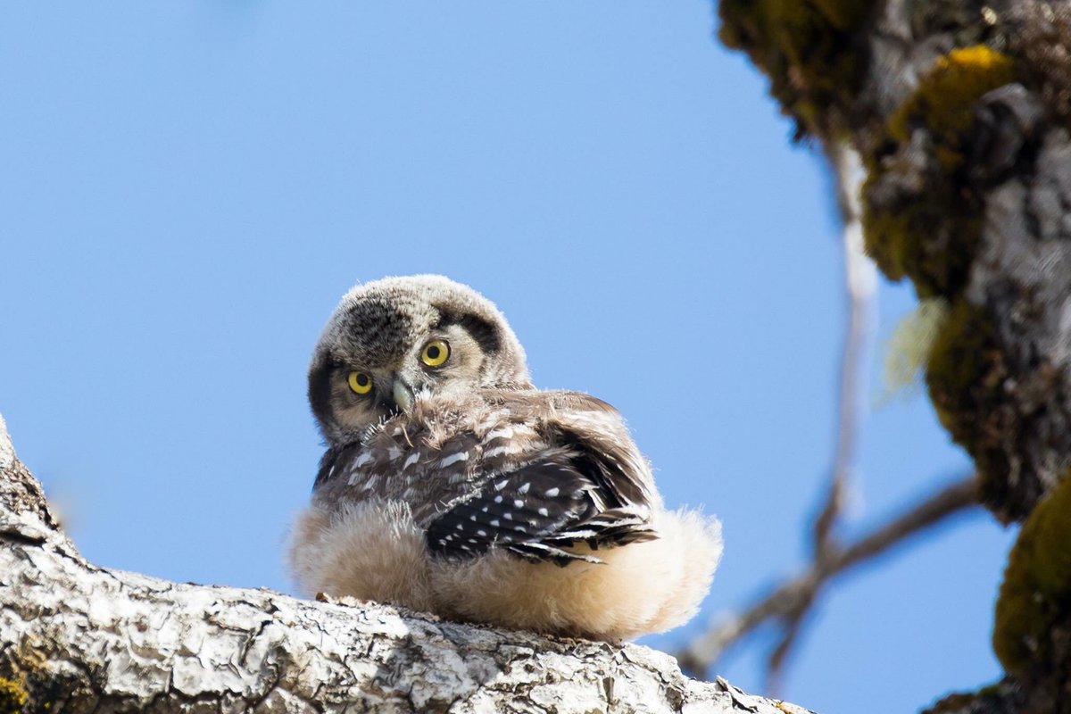 Northern Hawk Owl: Latest news, Breaking headlines and Top stories ...