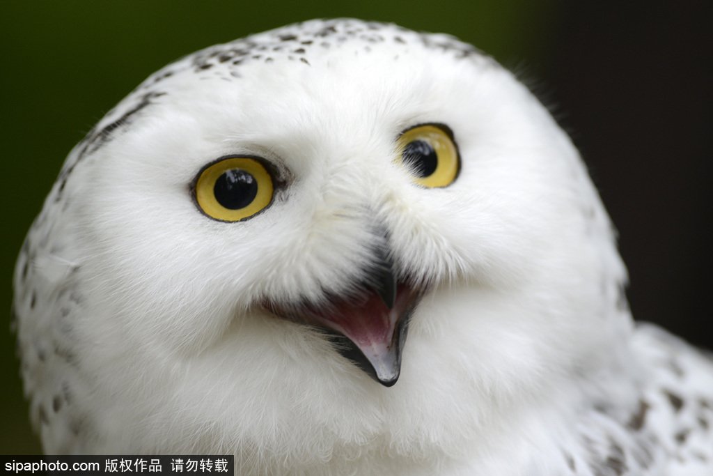 Smiling snowy owl found at a zoo in Olomouc, #Czech | Scoopnest