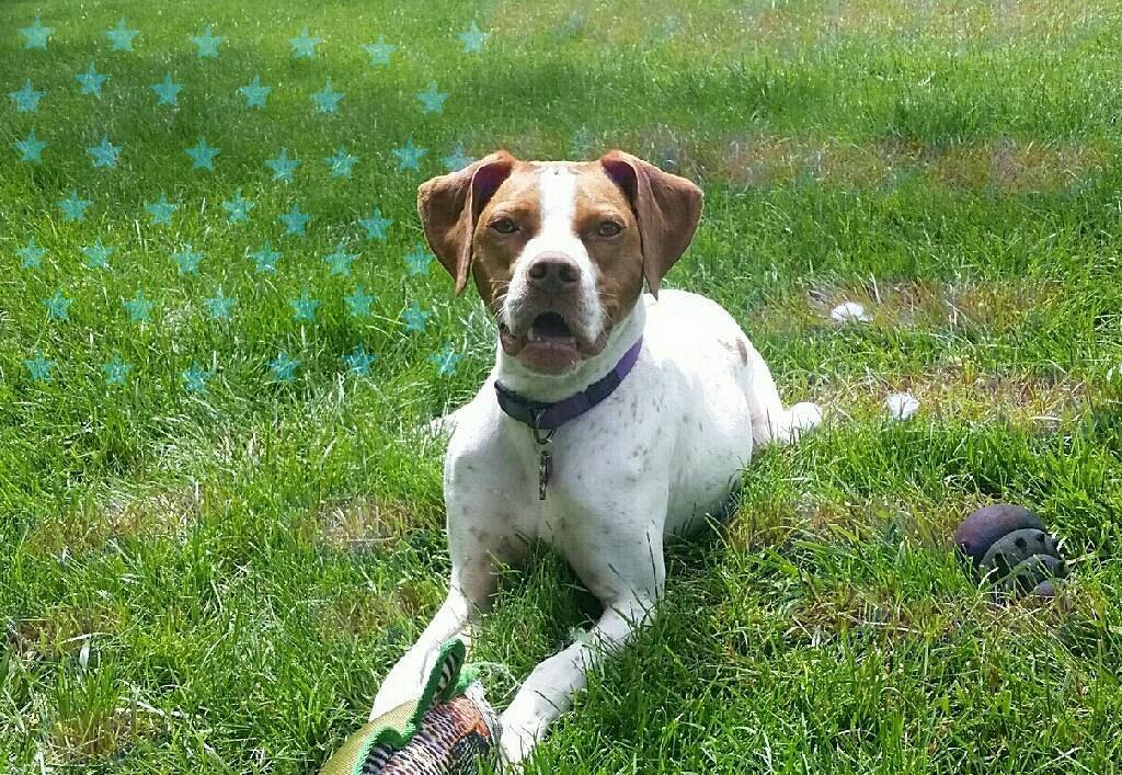 American Pointer Rescue – OhioServes